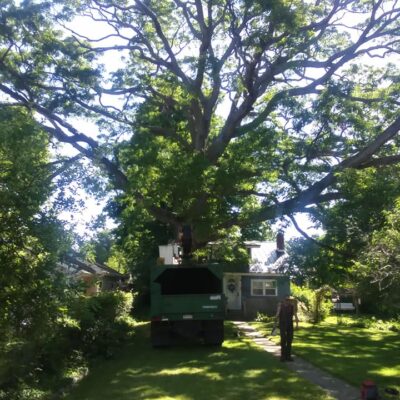 Home - Miller's Tree Service