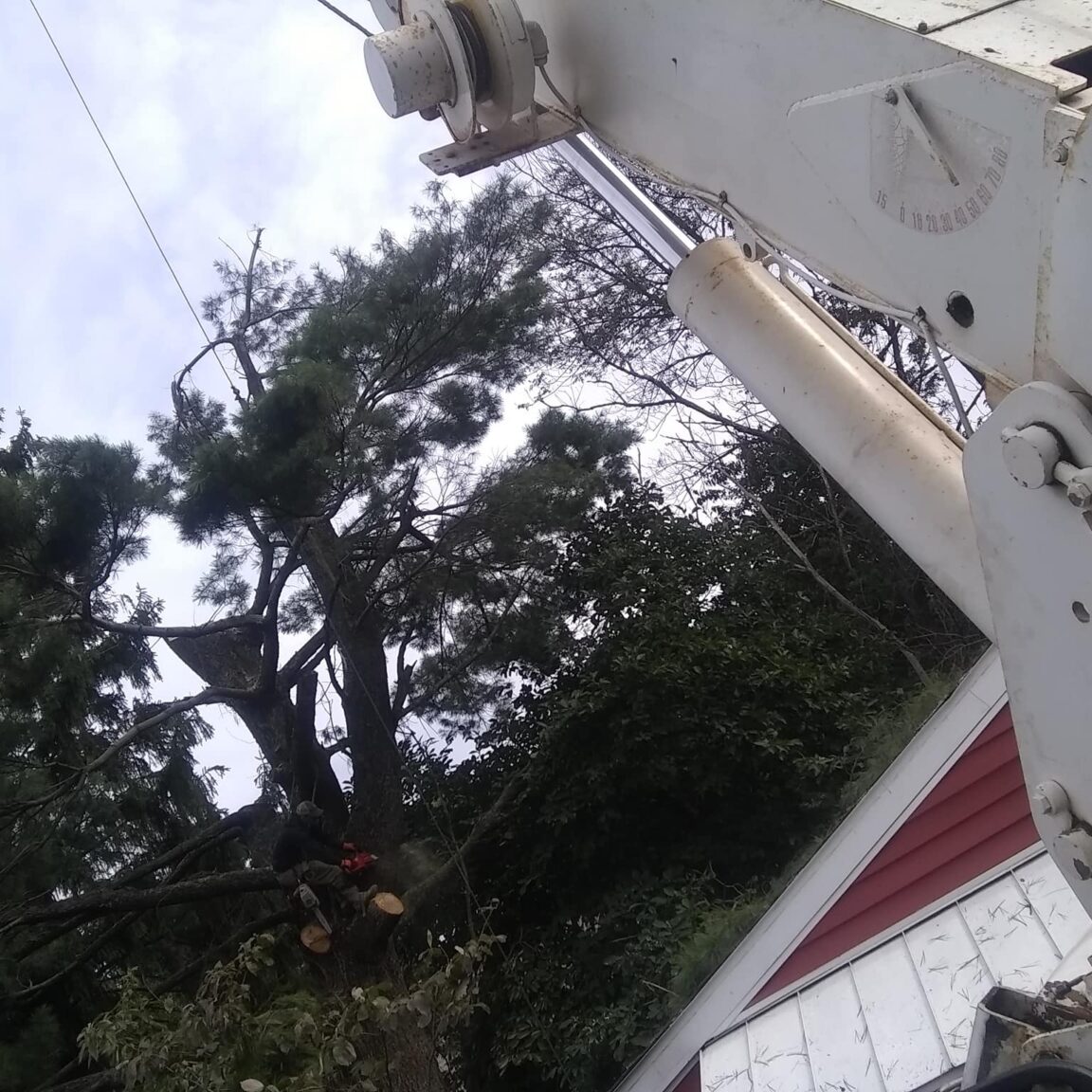 Home - Miller's Tree Service