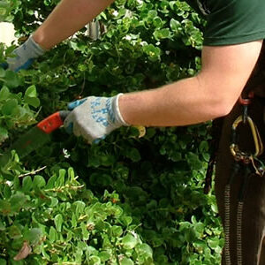 Home - Miller's Tree Service