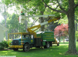 Home - Miller's Tree Service